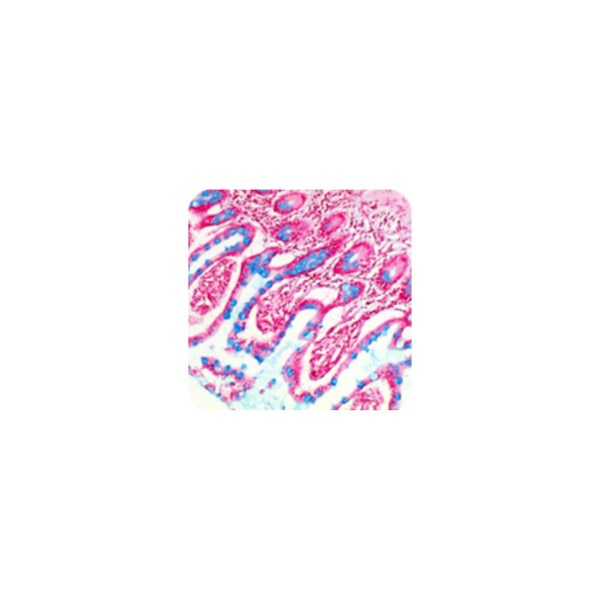 Alcian Blue (pH 2.5) Stain Kit | Azer Scientific Alcian Blue (pH 2.5) Stain Kit | Azer Scientific